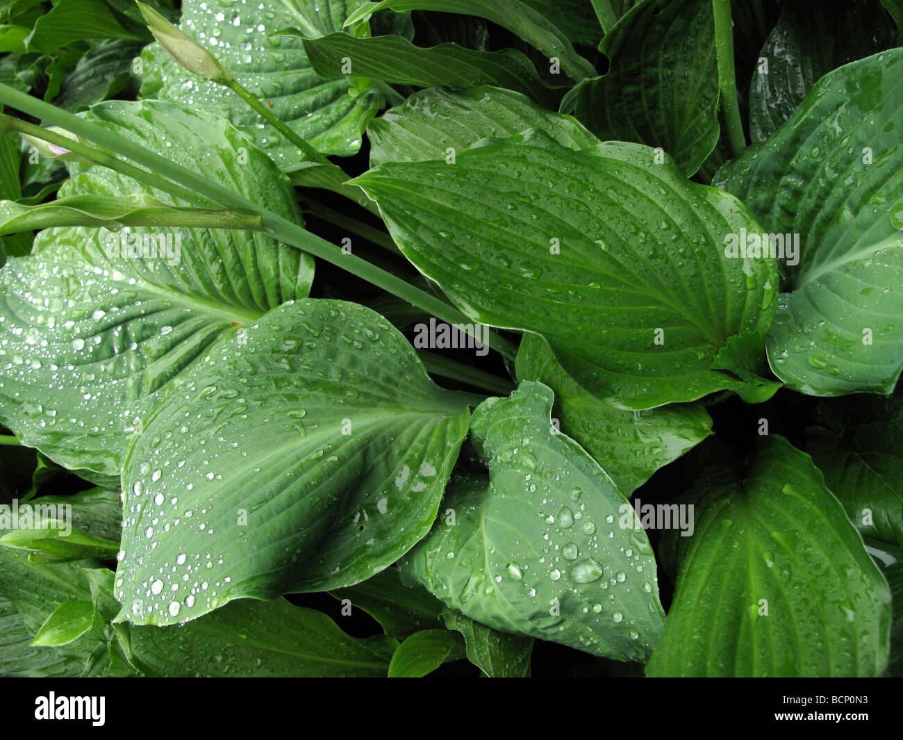 Perennials funkie hi-res stock photography and images - Alamy