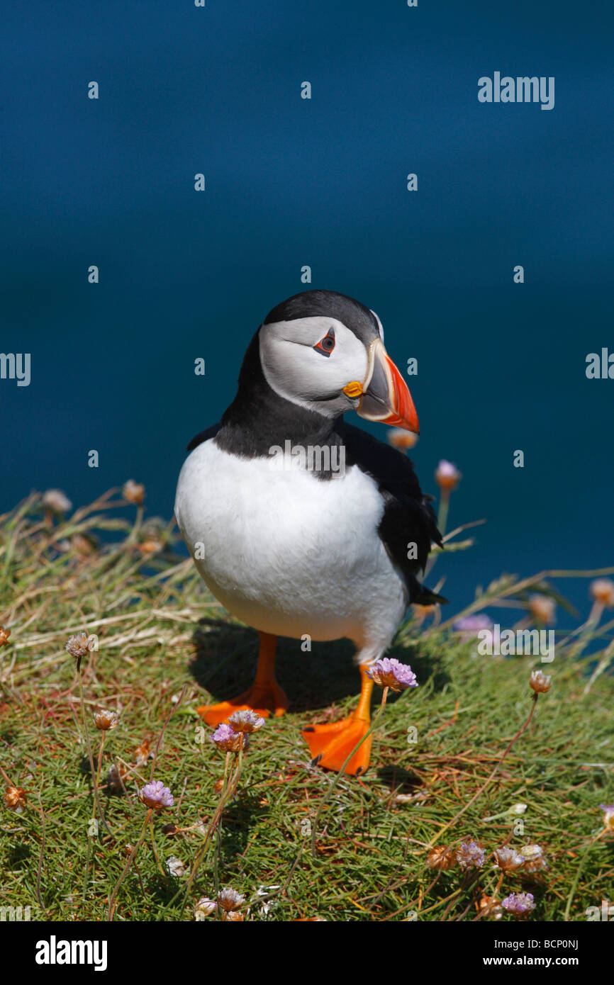 Puffin on ledge hi-res stock photography and images - Alamy
