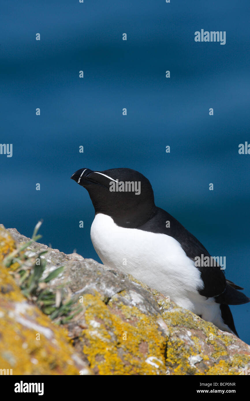 Alca torda cliff hi-res stock photography and images - Alamy