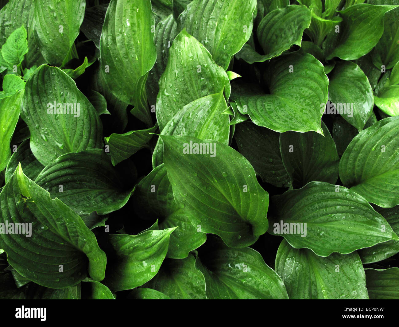 Perennials funkie hi-res stock photography and images - Alamy