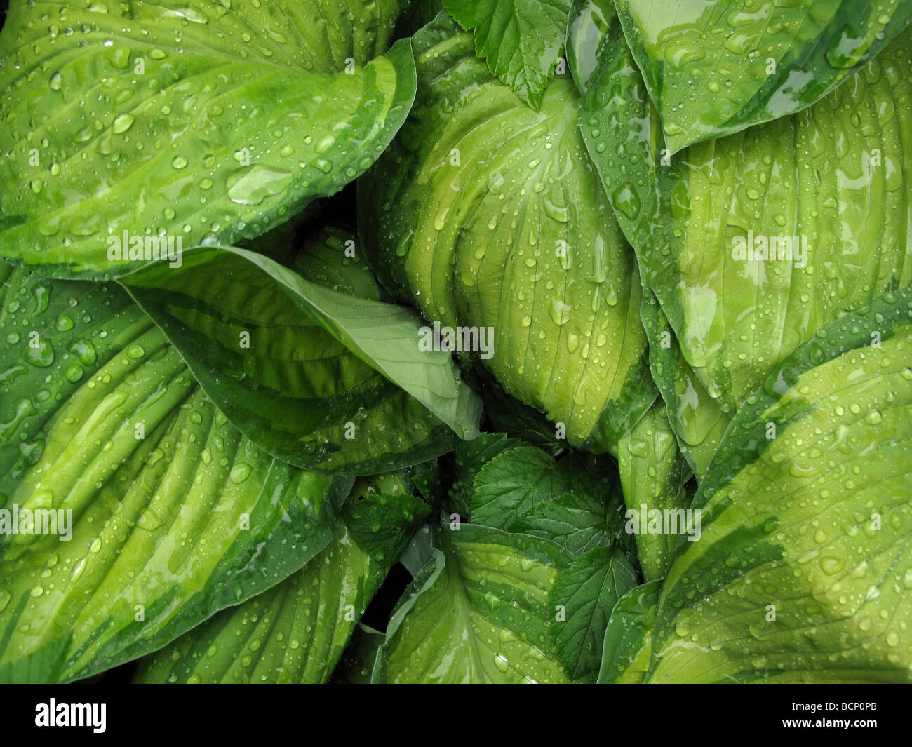 Funkie hosta hi-res stock photography and images - Alamy