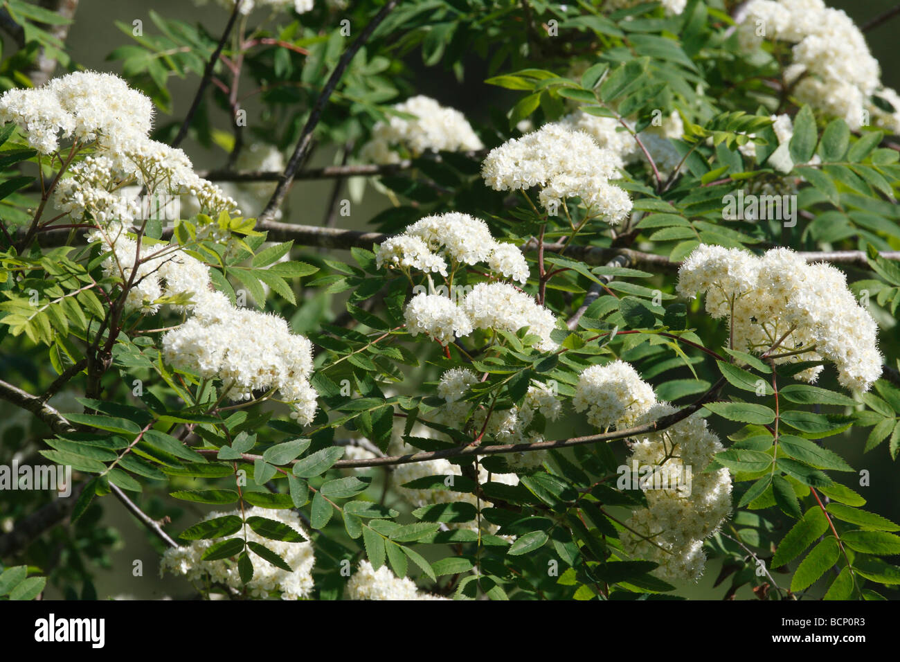 Rowan Sorbus aucuparia close up of flowers Stock Photo - Alamy