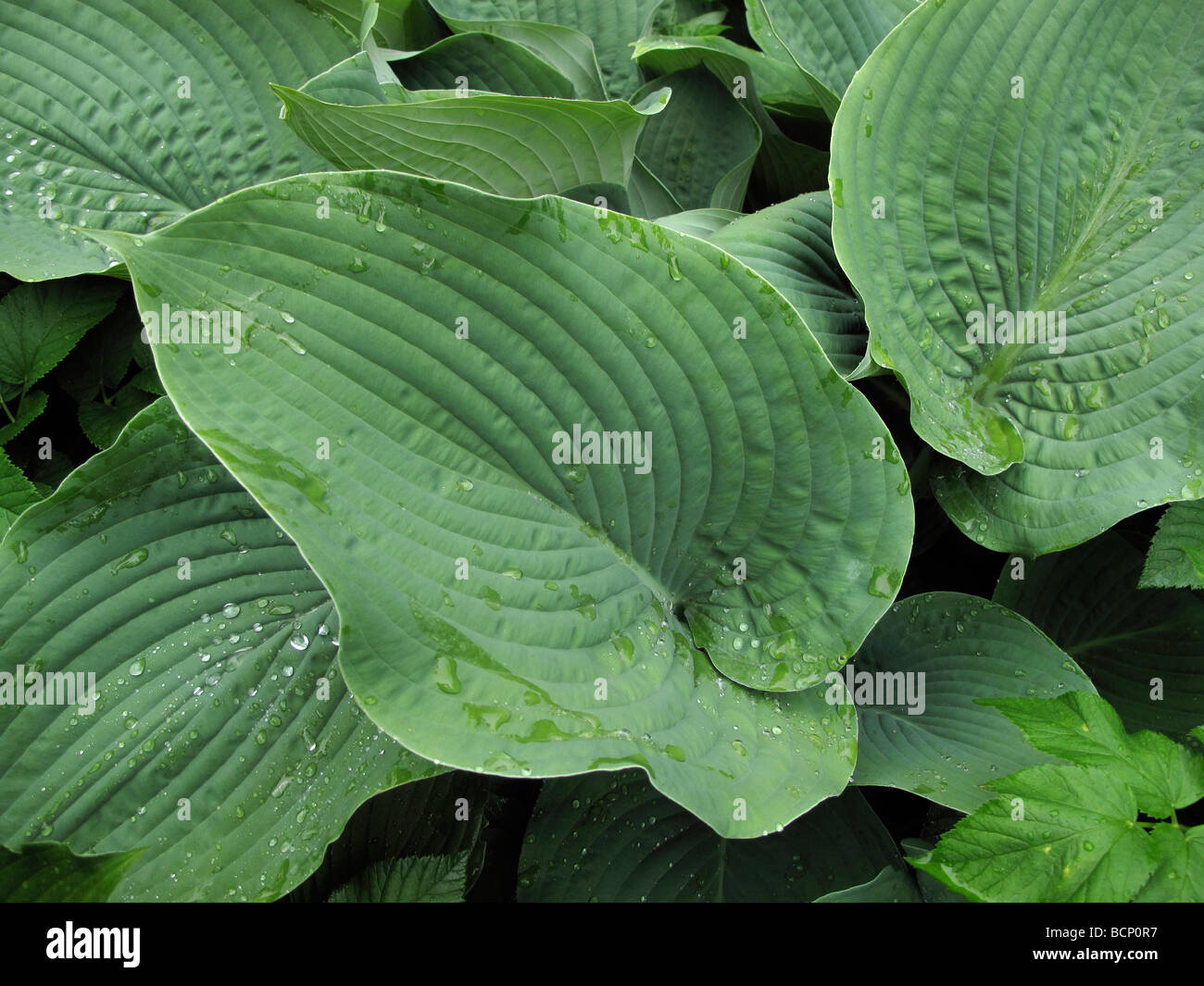 Perennials funkie hi-res stock photography and images - Alamy