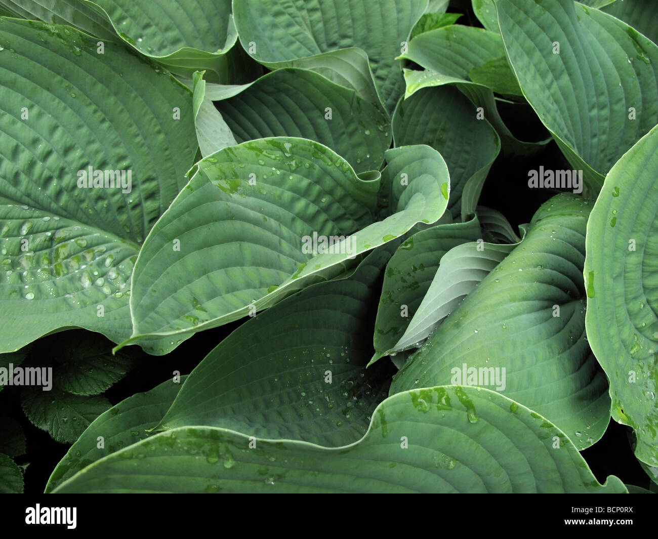 Perennials Funkie High Resolution Stock Photography and Images - Alamy
