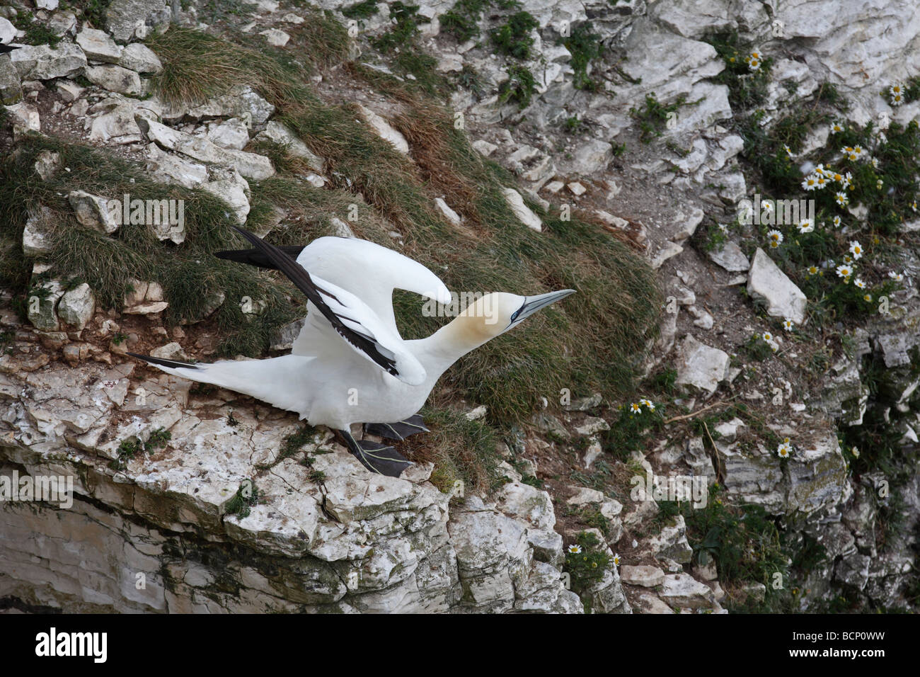 Gannet Sulu bassana on cliff face Stock Photo - Alamy