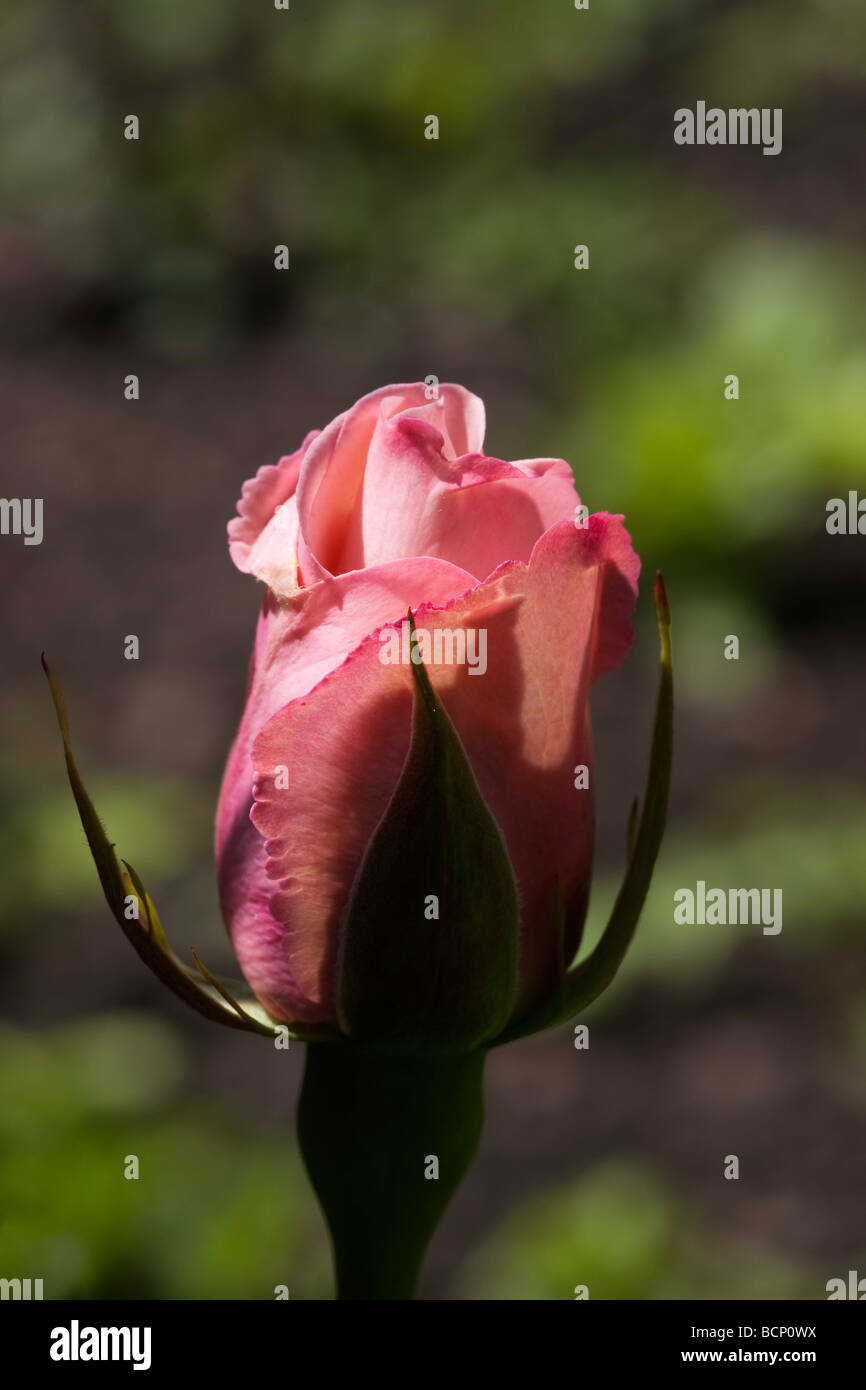 Single rose bud hi-res stock photography and images - Alamy