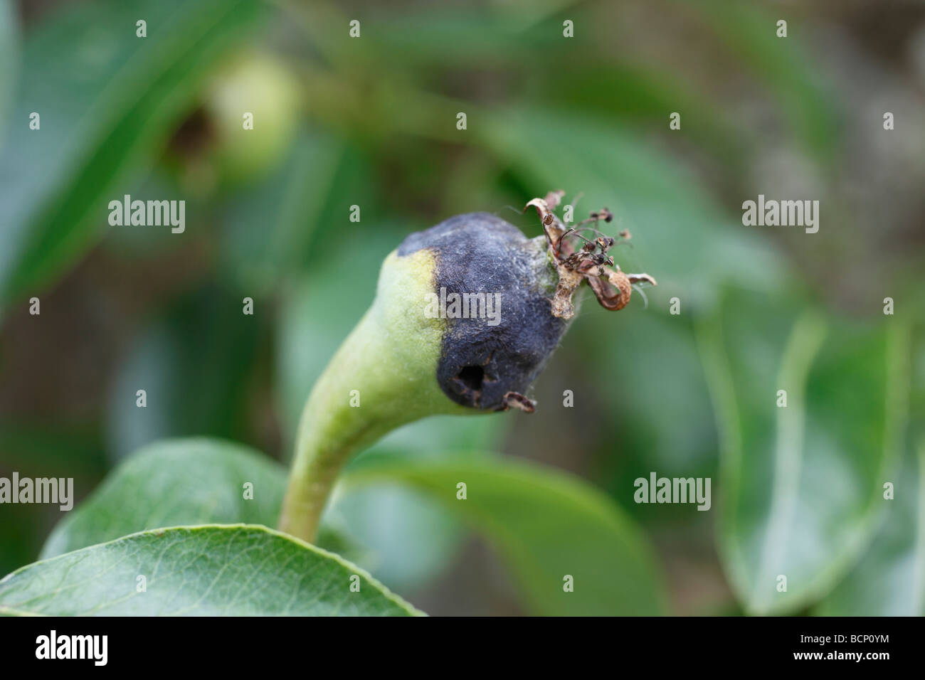 pear midge Contarinia pyrivora fruitlet with external signs of attack ...