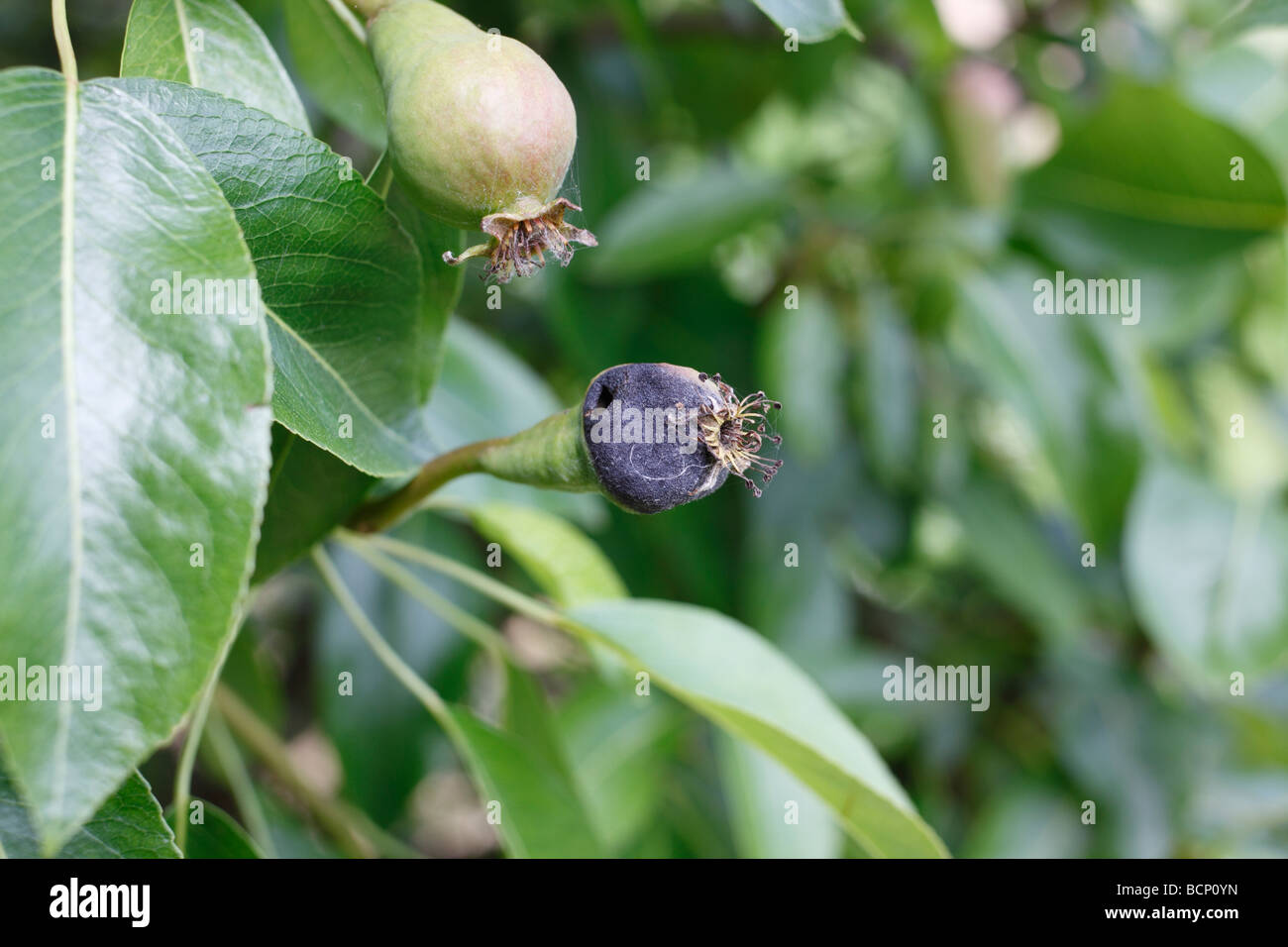 pear midge Contarinia pyrivora fruitlet with external signs of attack ...