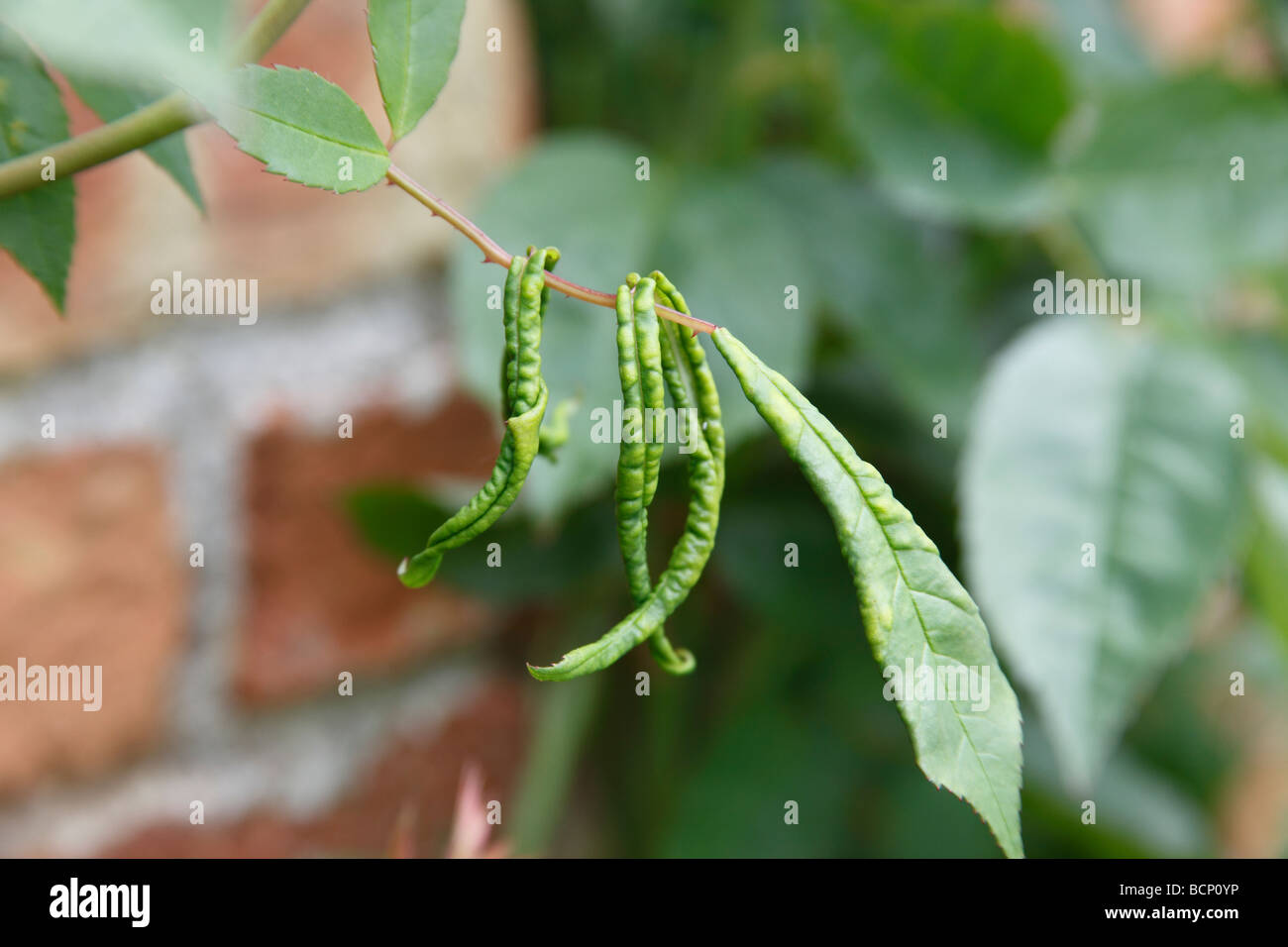 Rose leaf rolling sawfly hi-res stock photography and images - Alamy