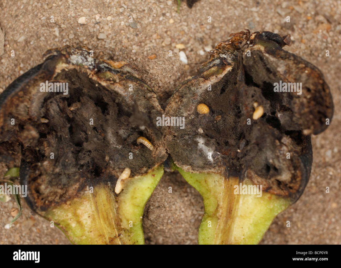 pear midge Contarinia pyrivora showing live larvae in sectioned ...