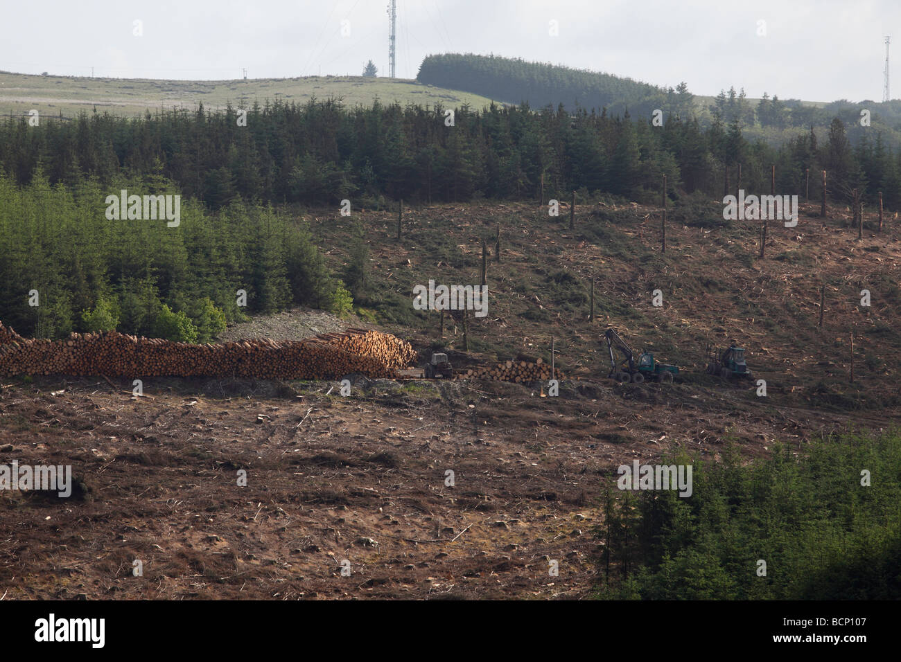 clear felling coniferous woodland West wales Stock Photo - Alamy