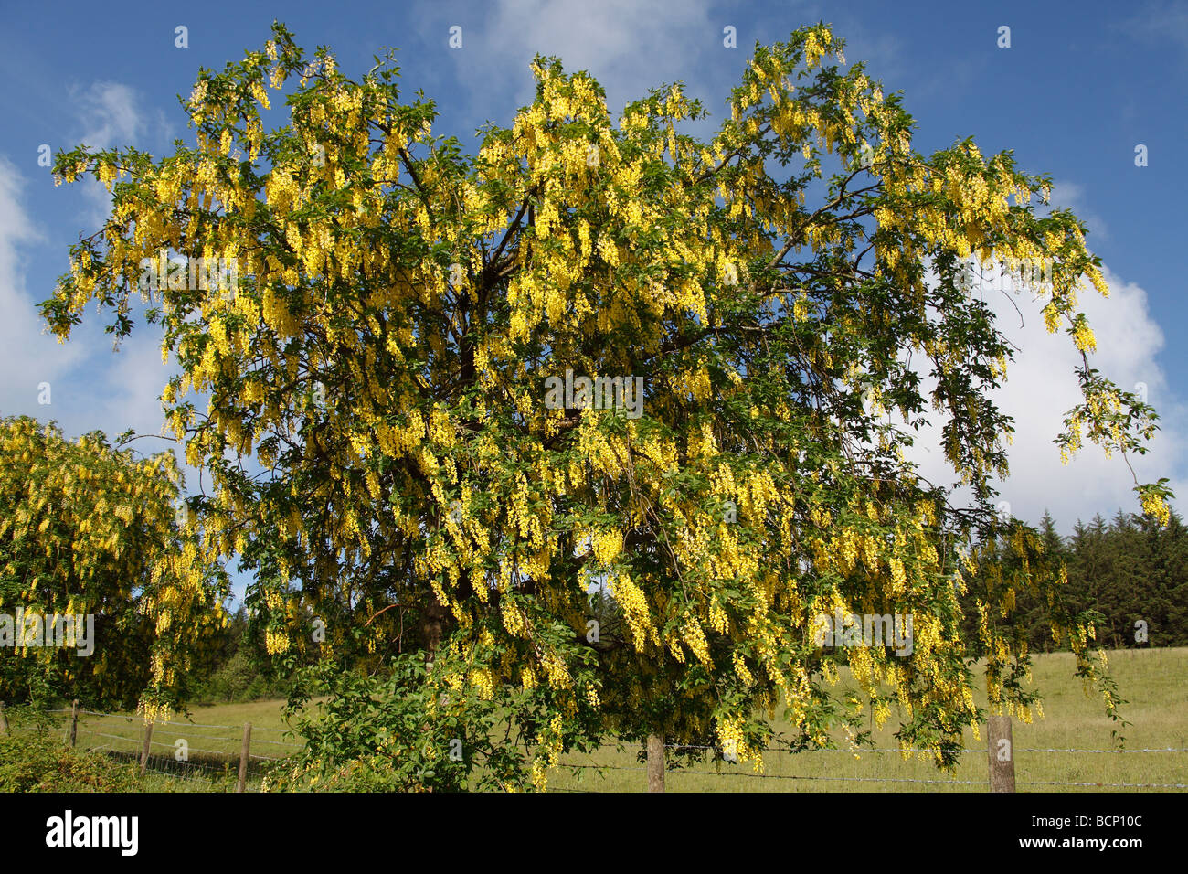 Laburnum tree hi-res stock photography and images - Alamy