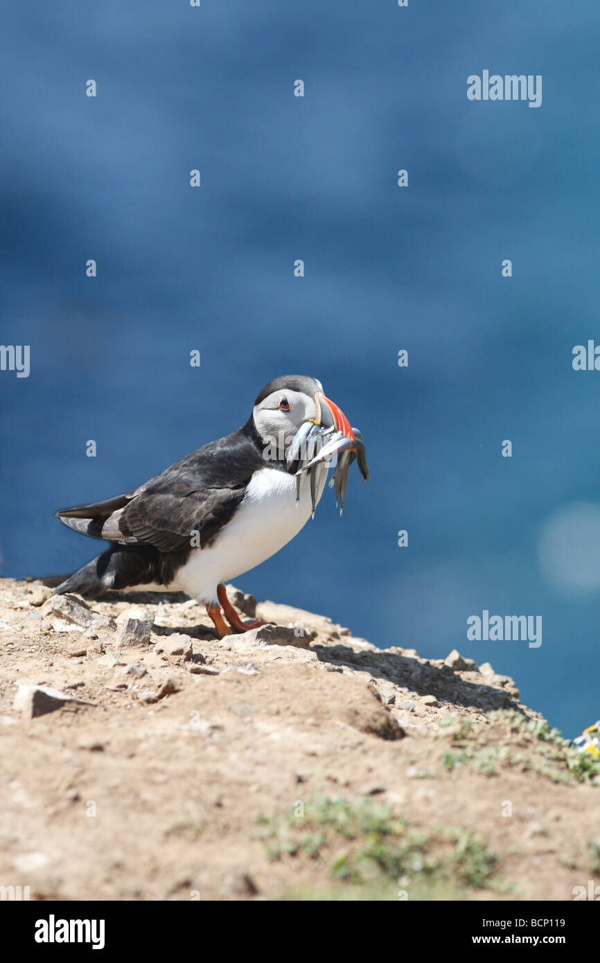 Puffin on cliff edge hi-res stock photography and images - Alamy