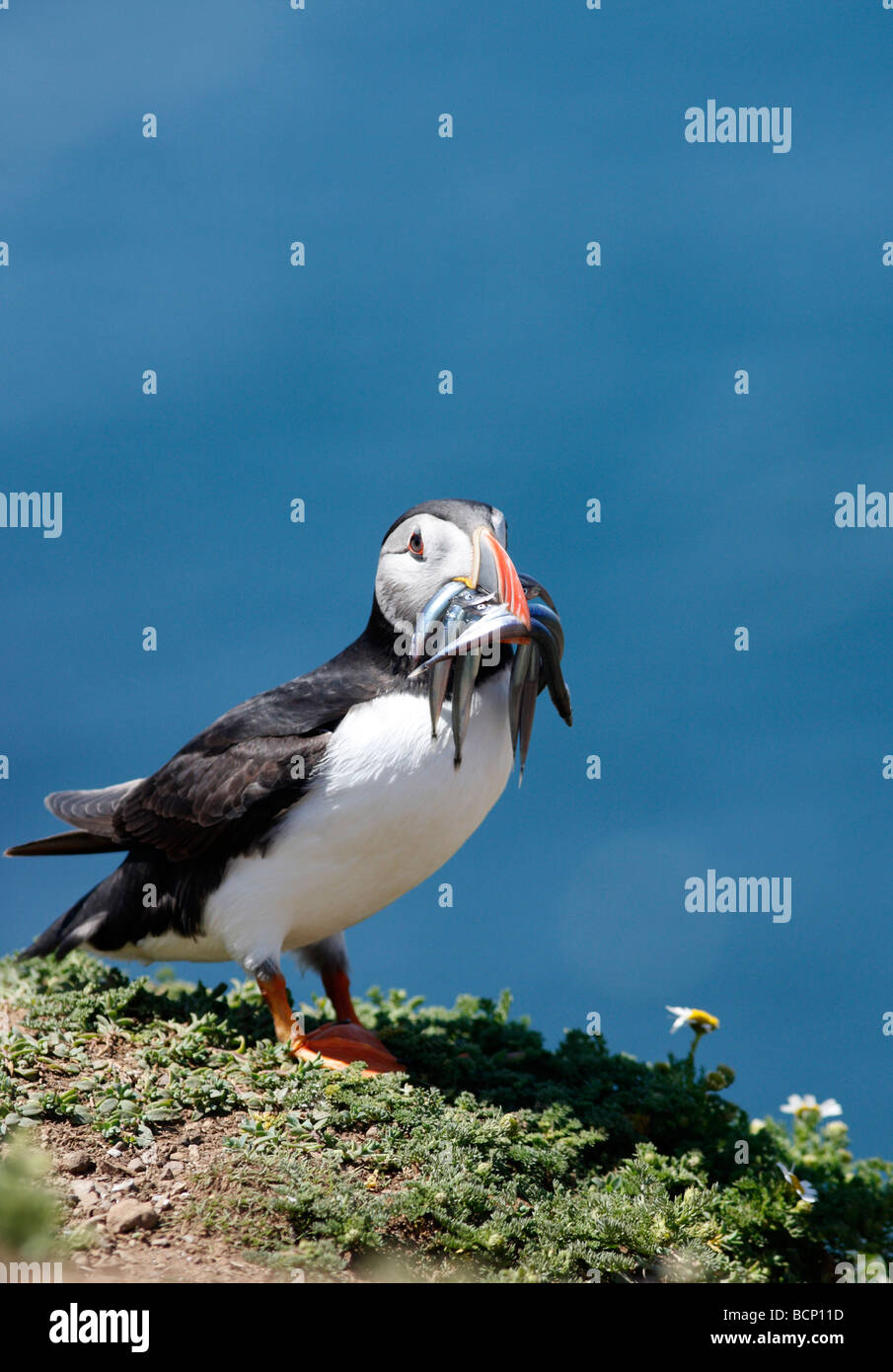 Puffin on cliff edge hi-res stock photography and images - Alamy