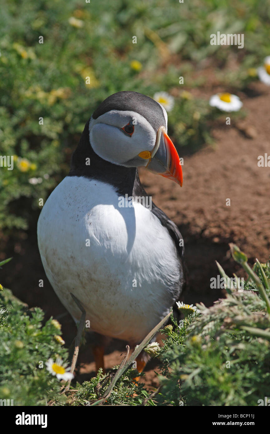 Puffin Burrow High Resolution Stock Photography and Images - Alamy