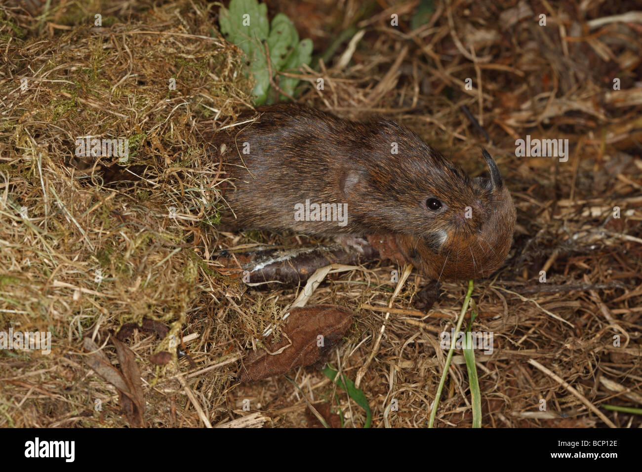Short tailed field vole Microtus agrestis carrying youngster from nest ...