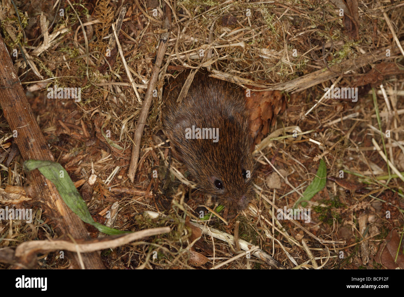 Short tailed field vole Microtus agrestis coming out of nest Stock ...