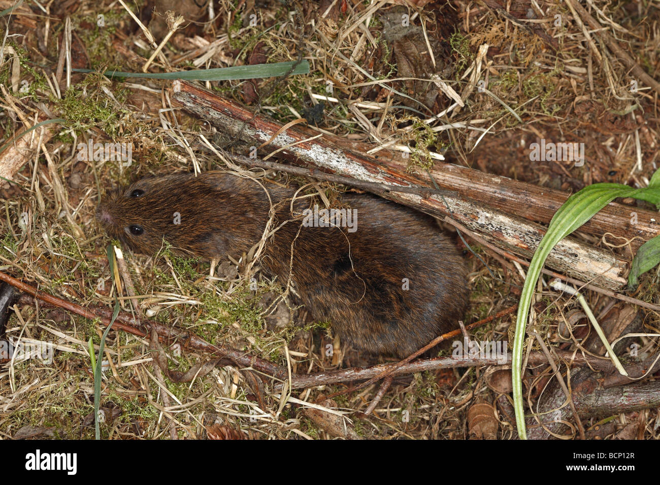 Short tailed field vole Microtus agrestis moving along grass tunel ...