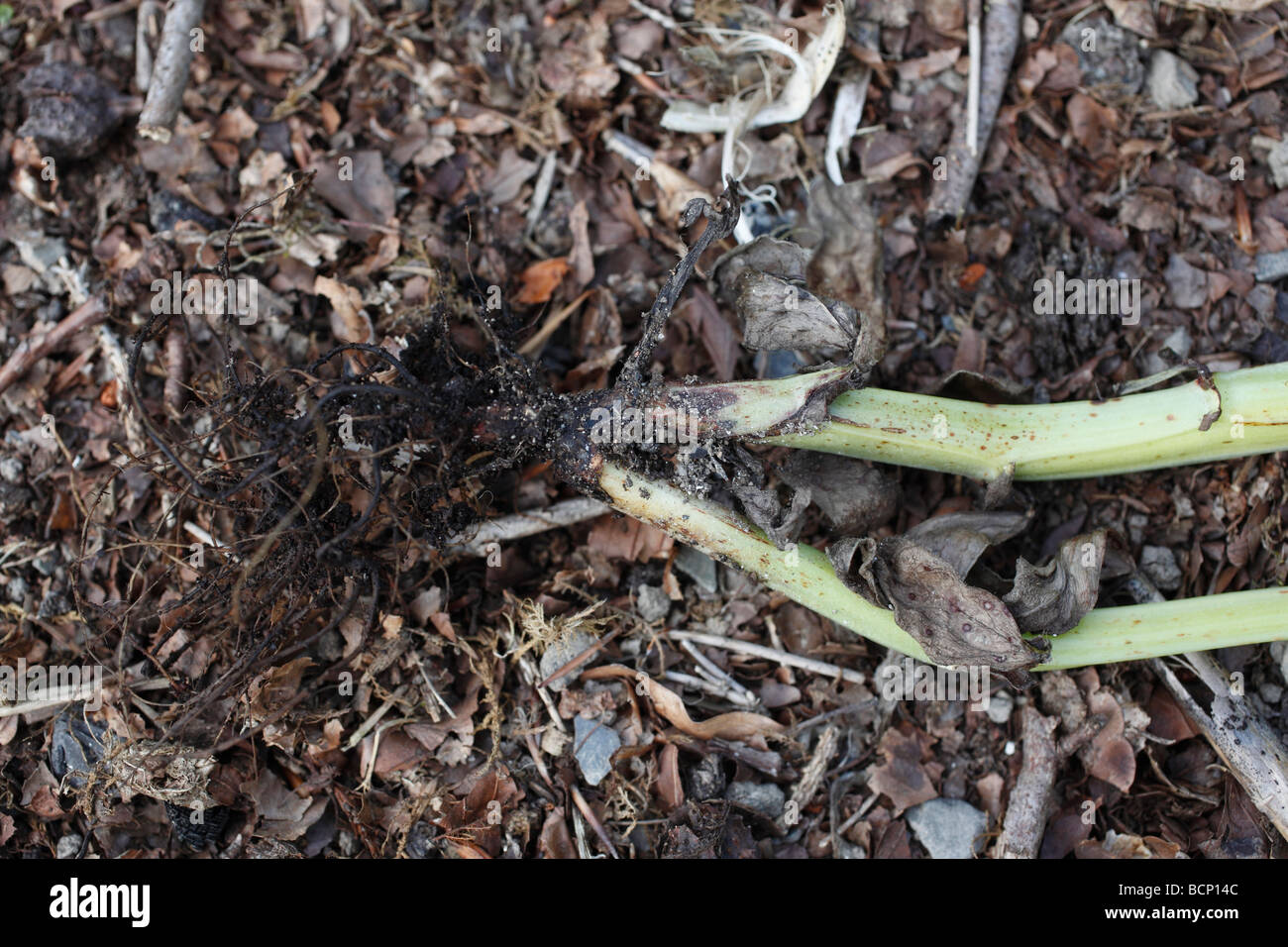 Foot rot Aphanomyces showing blackened and poorly developed roots Stock ...