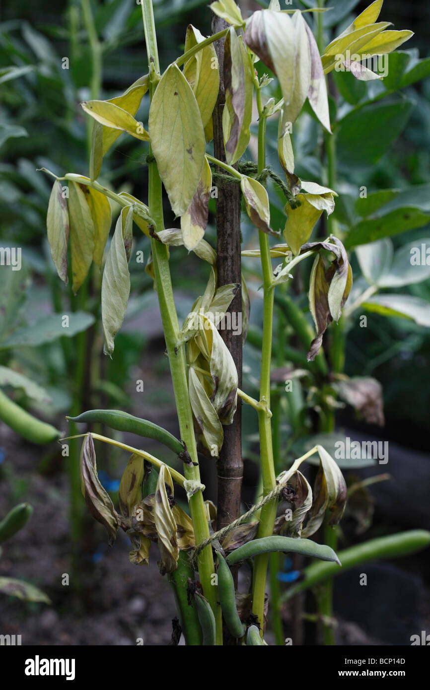 Foot rot Aphanomyces close up of wilting and dying leaves Stock Photo ...