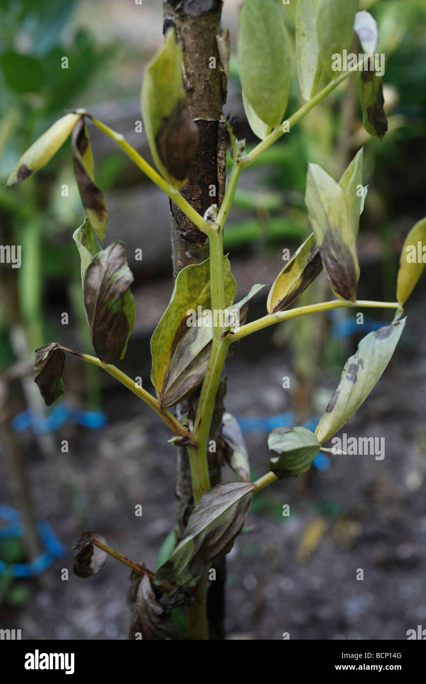 Bean Rot High Resolution Stock Photography and Images - Alamy