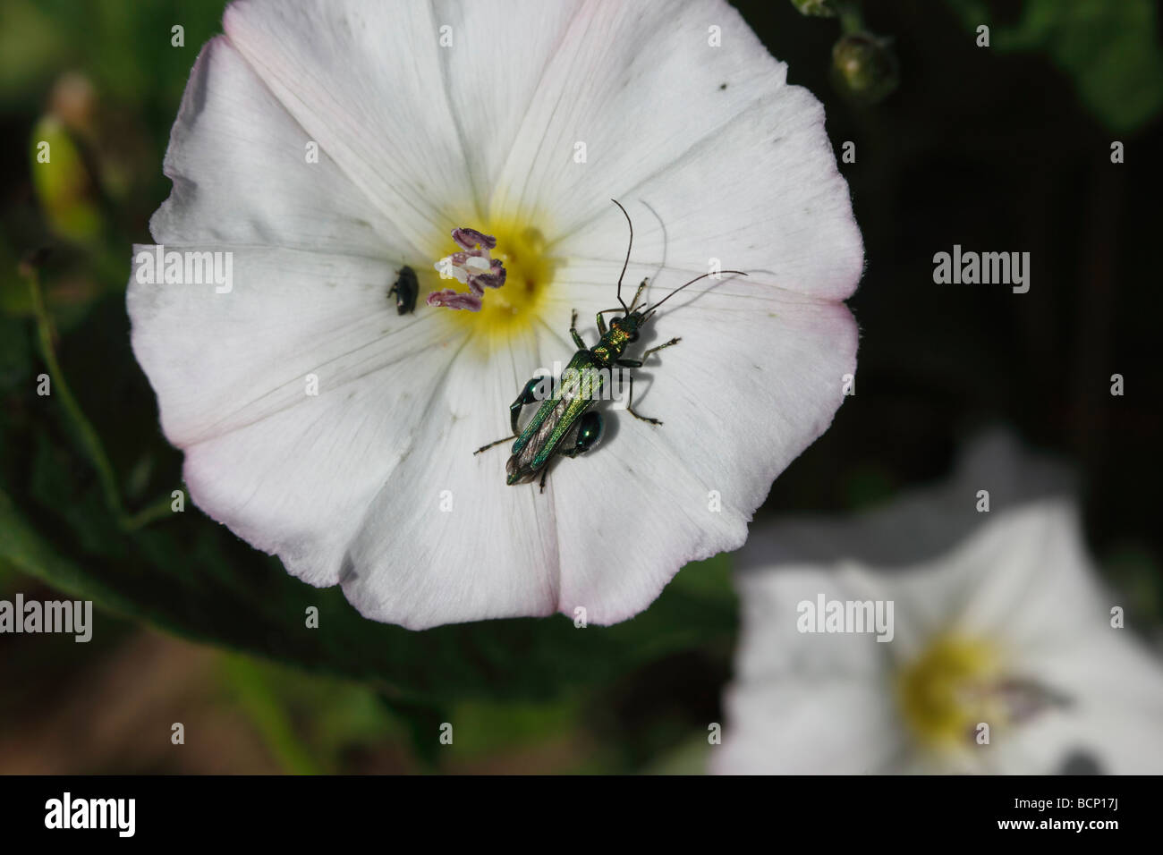Male pollen hi-res stock photography and images - Alamy