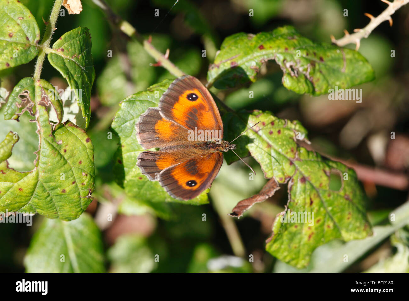 Gatekeeper Pyronia tithonus male feeding on bramble Stock Photo - Alamy