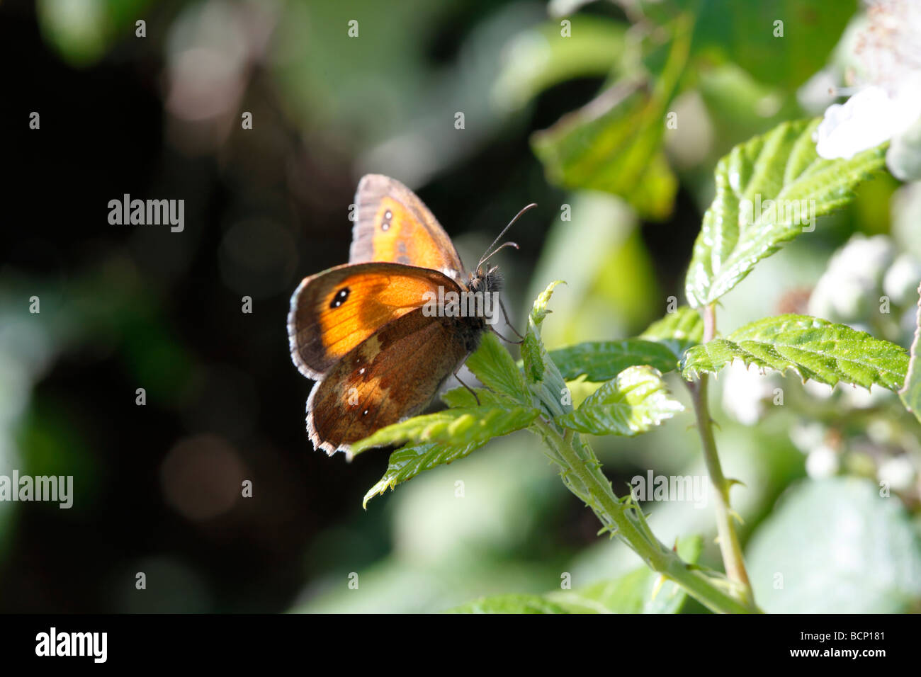 Gatekeeper Pyronia tithonus male at rest on bramble Stock Photo - Alamy