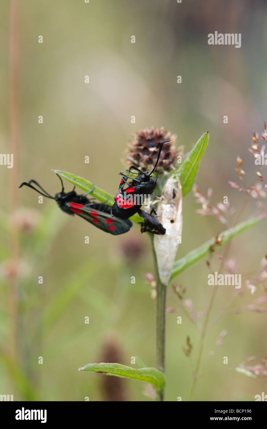 Six spot burnet Zygaena filipendulae ffemale mates as it emerges from ...