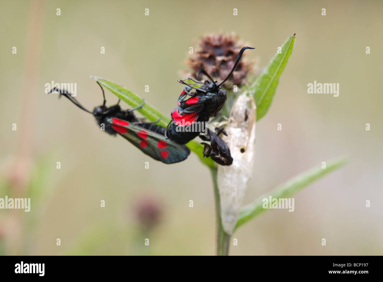 Six spot burnet Zygaena filipendulae ffemale mates as it emerges from ...
