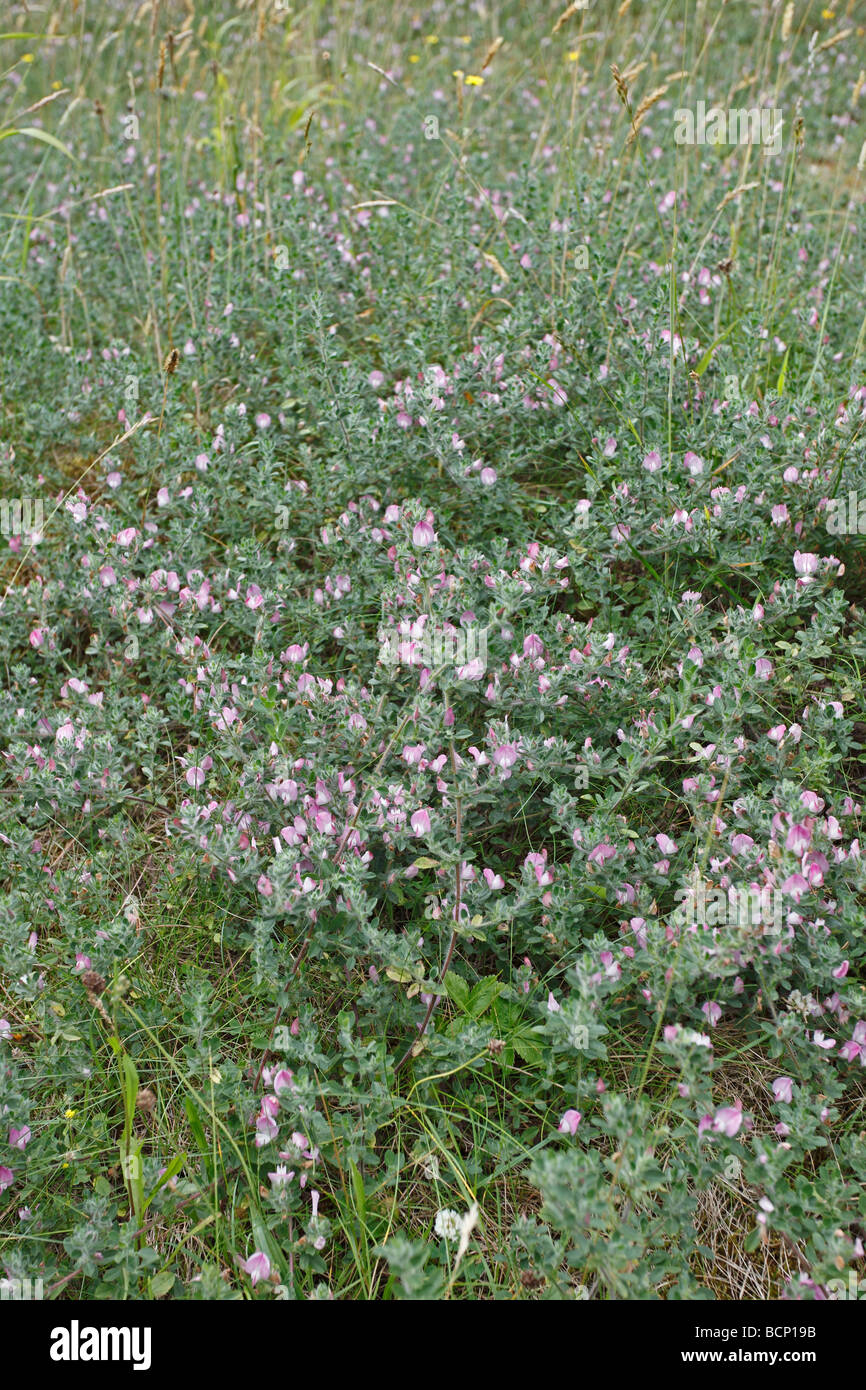 Rest harrow hi-res stock photography and images - Alamy