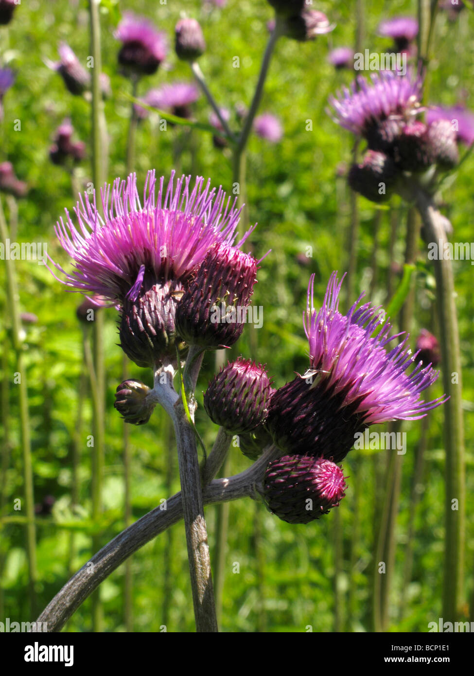 Cirsium rivulare purpureum hi-res stock photography and images - Alamy
