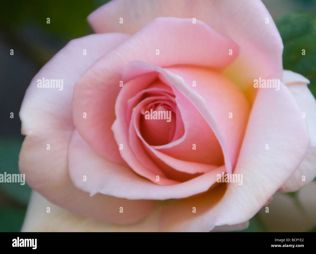 New rose elizabeth hi-res stock photography and images - Alamy