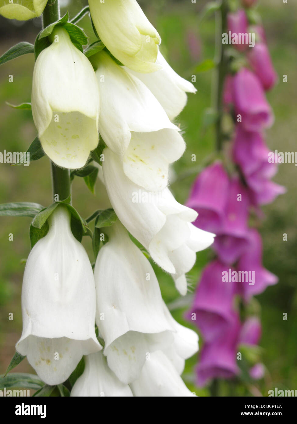 Foxglove Digitalis purpurea Alba Stock Photo - Alamy