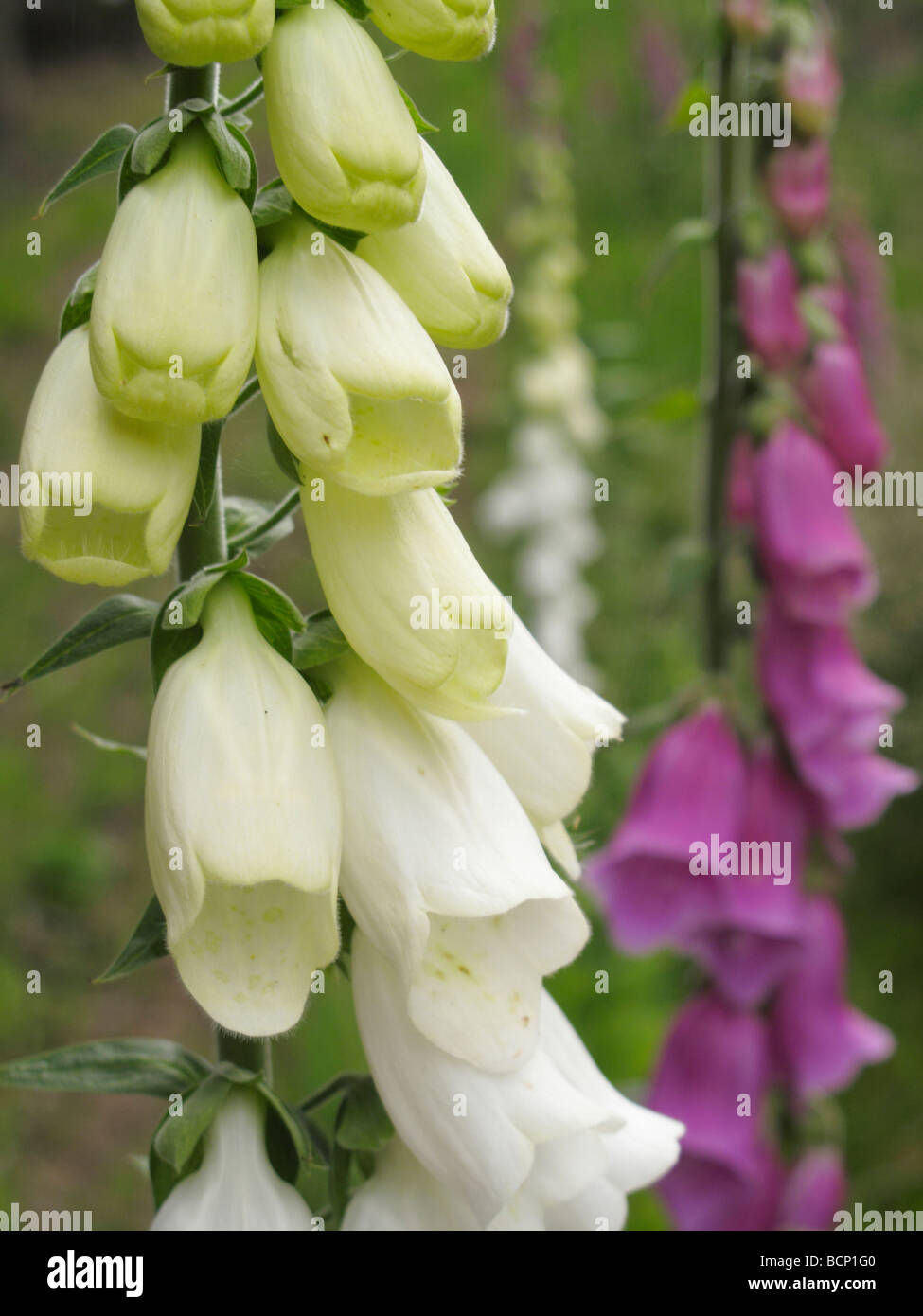 Foxglove Digitalis purpurea Alba Stock Photo - Alamy