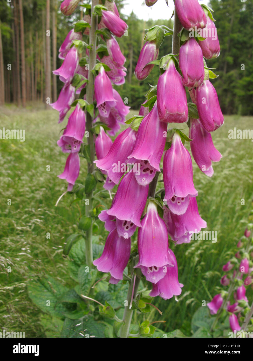 Digitalis purpurea Bloody finger Stock Photo - Alamy