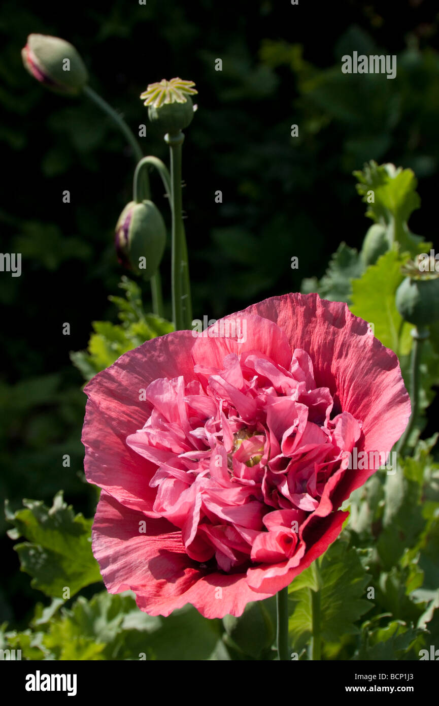Double poppy flower pink hi-res stock photography and images - Alamy