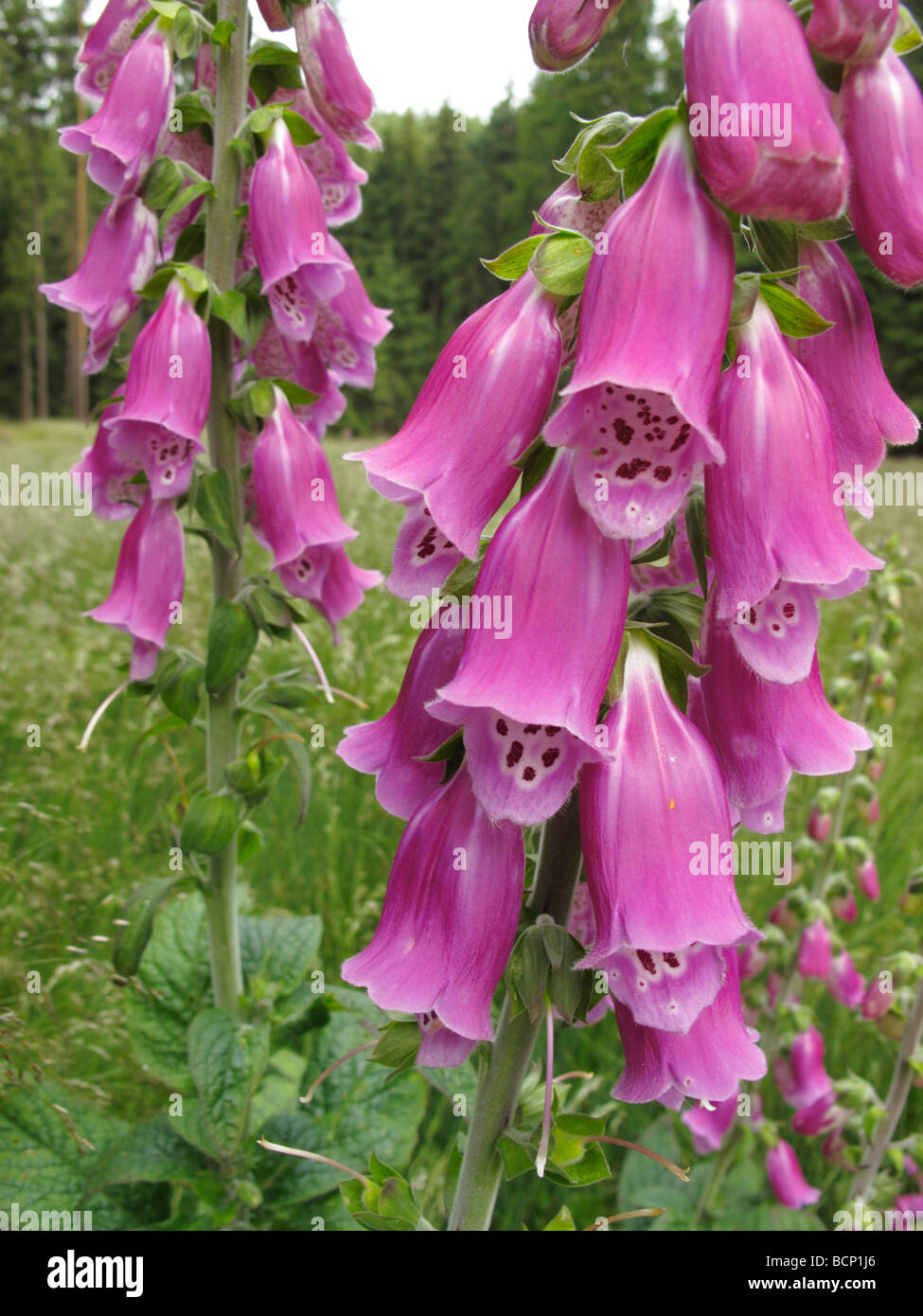 Digitalis cultivar hi-res stock photography and images - Alamy