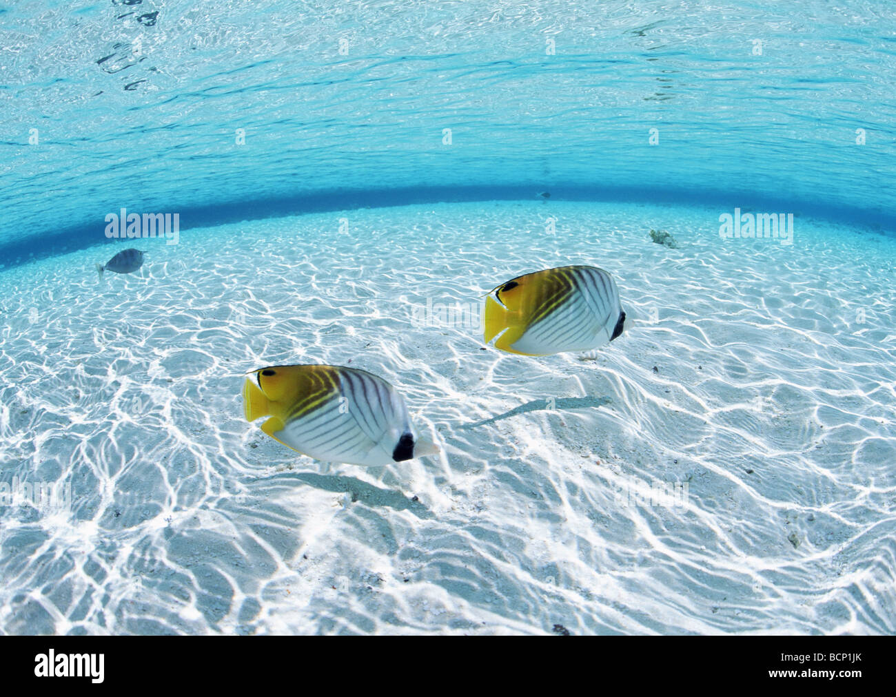 Fishes in the sea Stock Photo - Alamy