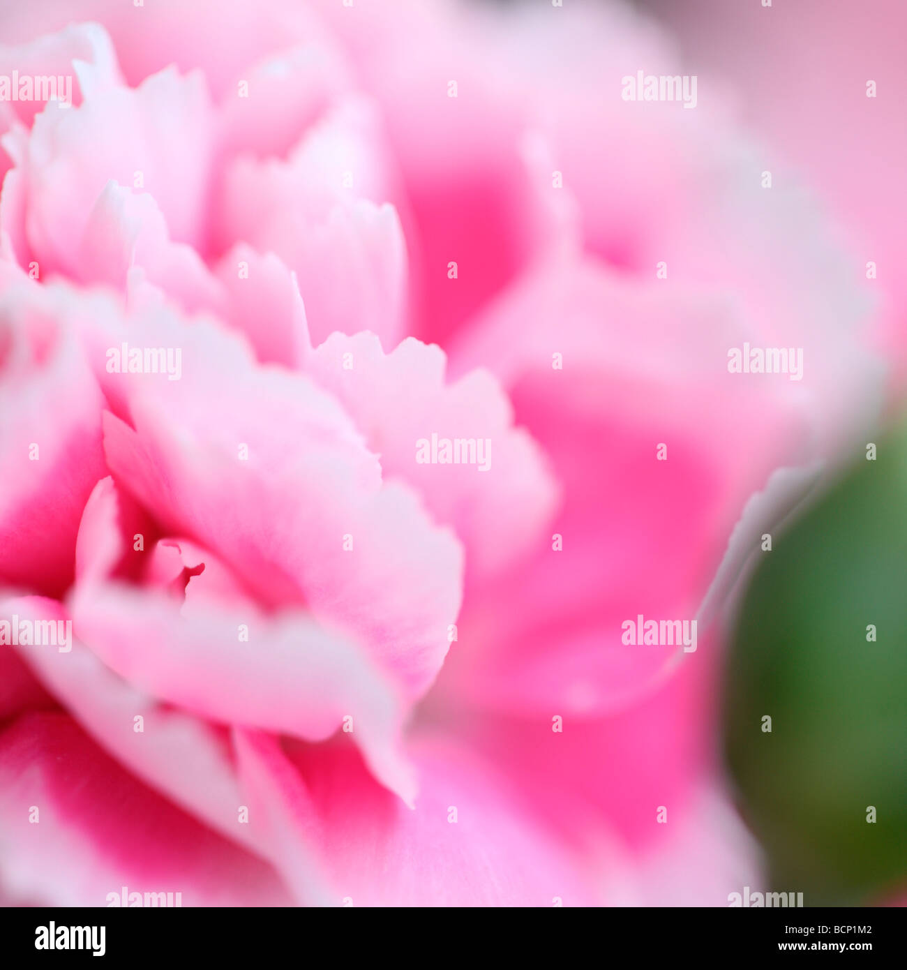 ethereal image of carnation and bud fine art photography Jane Ann ...