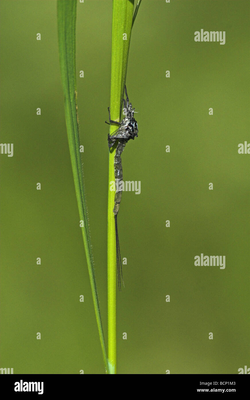 Mayfly pupa after the fly has emerged Stock Photo - Alamy