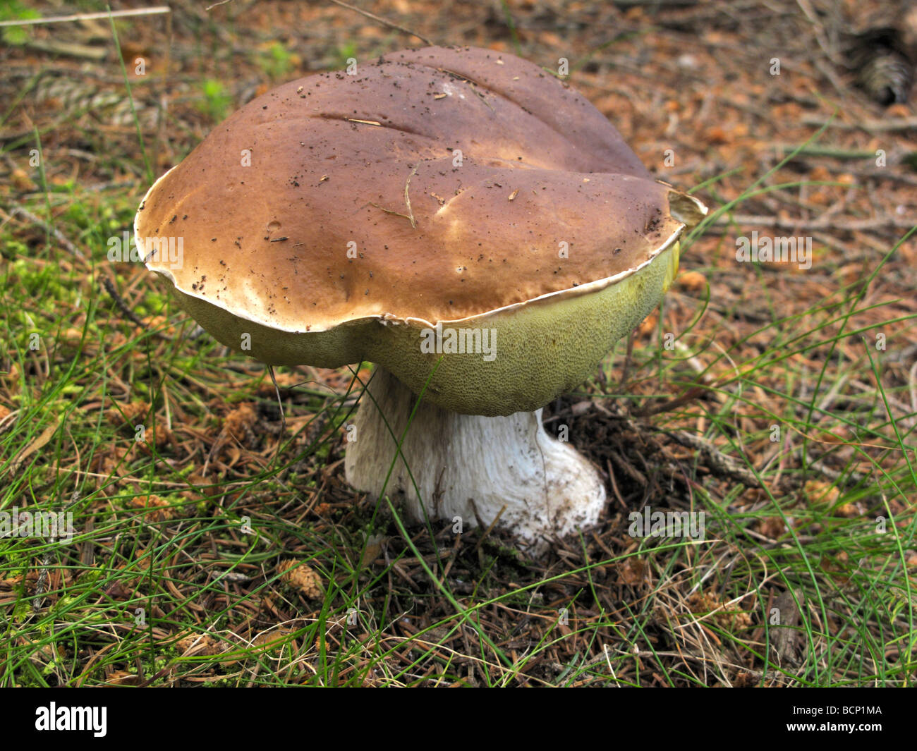 pine bolete Boletus pinophilus on forest ground Stock Photo - Alamy