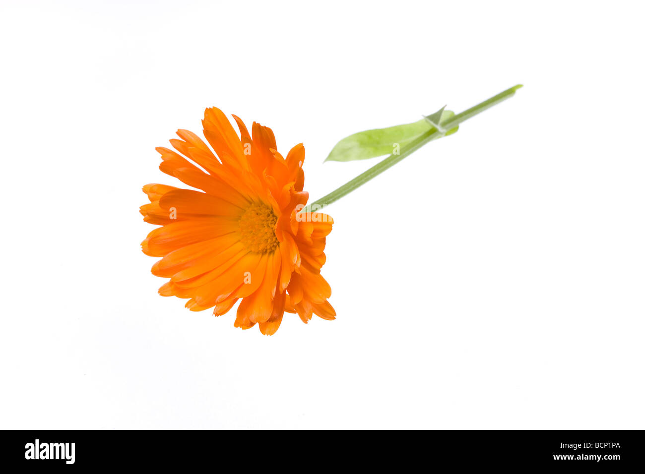 Orange Marigold flower cut out studio shot on white background Stock ...