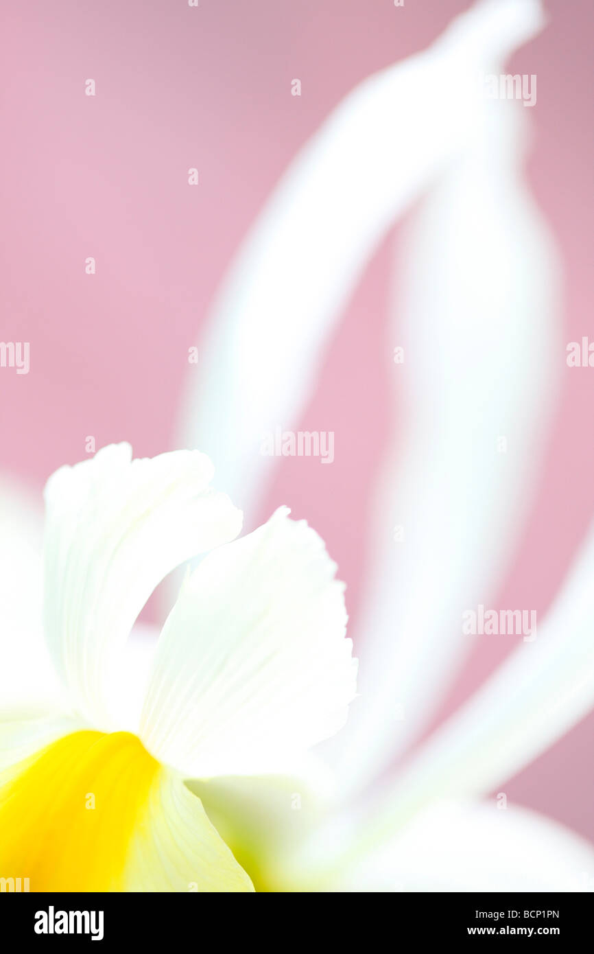 contemporary image of a white iris fine art photography Jane Ann Butler ...