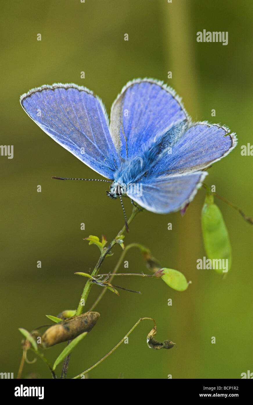 Common Blue butterfly(polyommatus icarus)at rest Stock Photo - Alamy