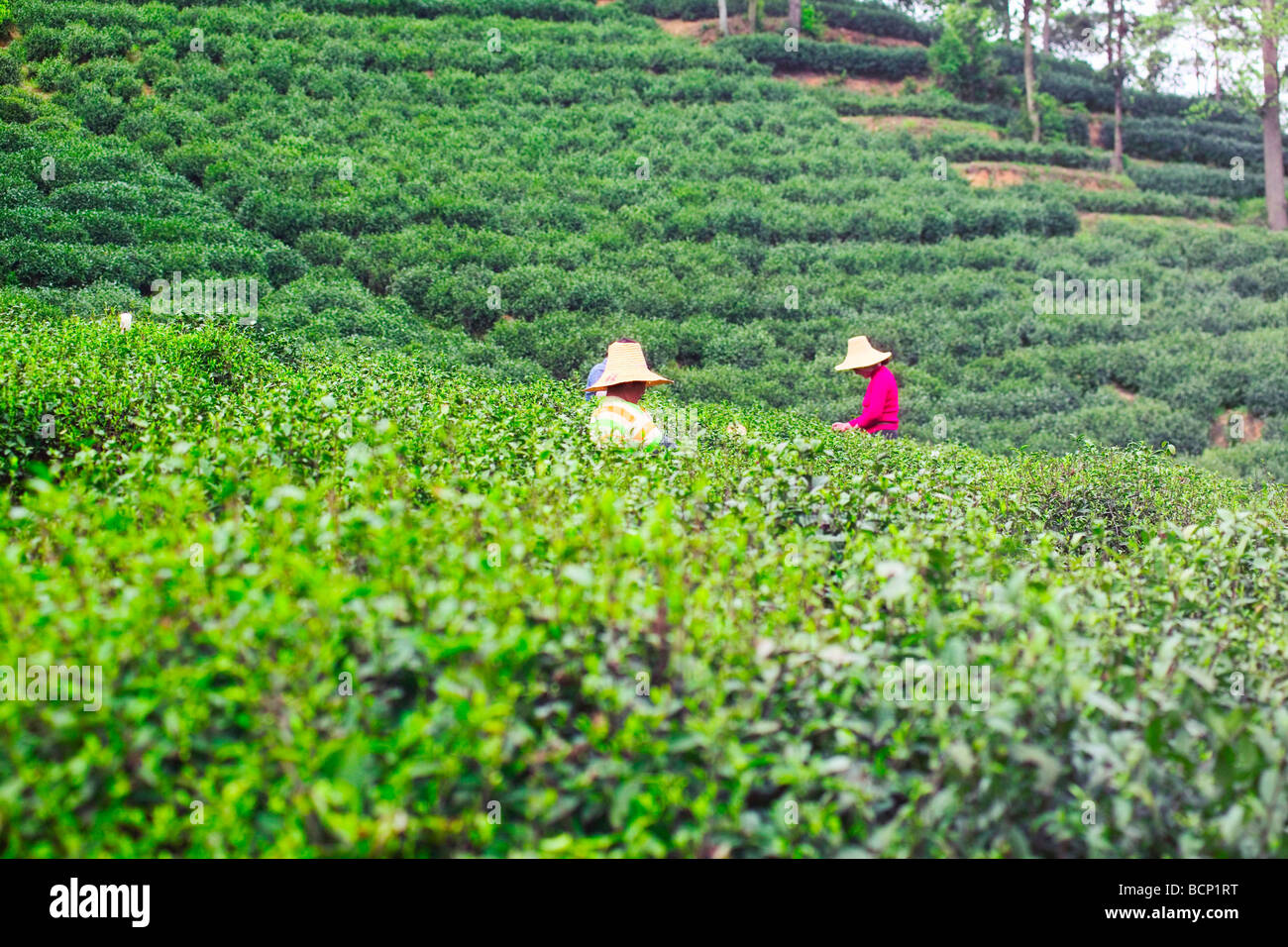 Tea farmers picking tea leaves in Longjing Tea Farm, Hangzhou, Zhejiang ...