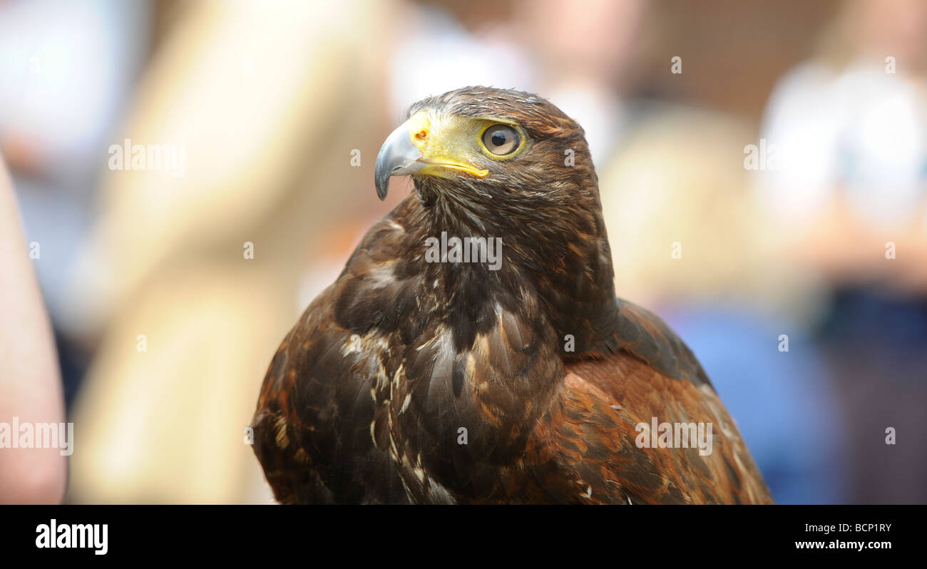 Falconry display bird in crowd at a summer fair Stock Photo - Alamy