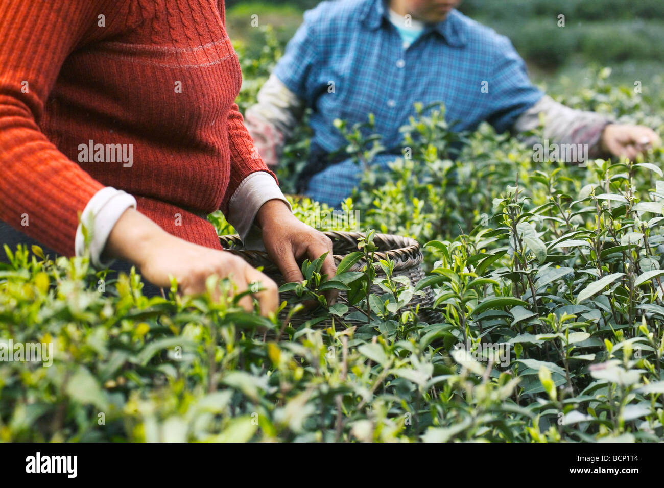 Tea farming picking tea leaves in Longjing Tea Farm, Hangzhou, Zhejiang ...