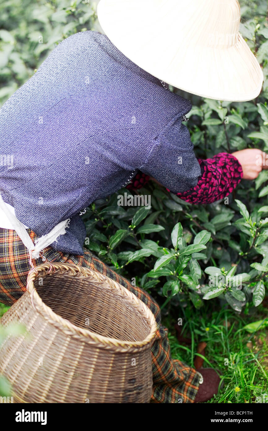 Tea farmer picking tea leaves in Longjing Tea Farm, Hangzhou, Zhejiang ...