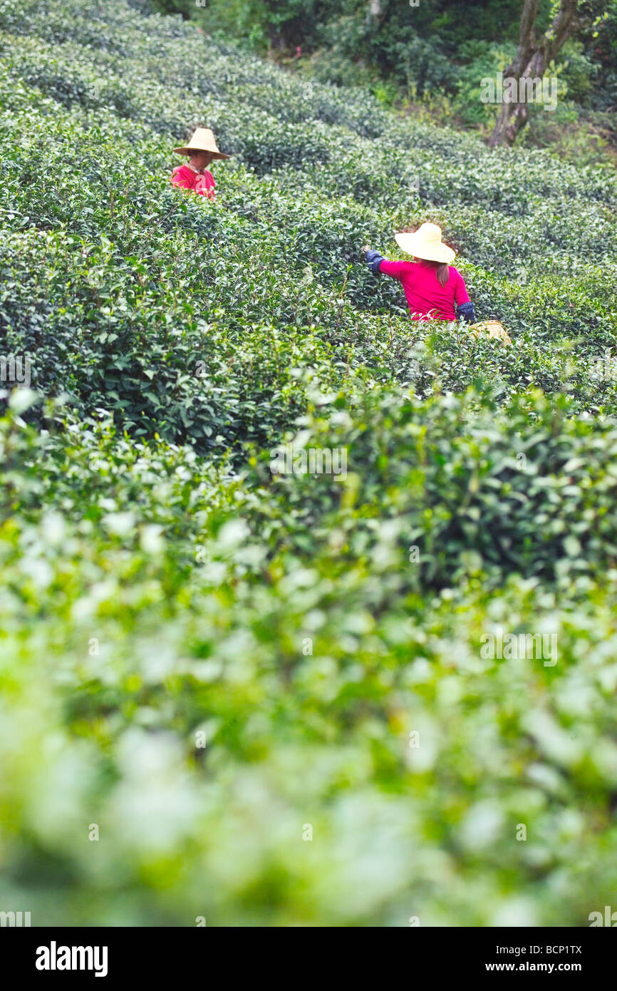 Tea farmers picking tea leaves in Longjing Tea Farm, Hangzhou, Zhejiang ...